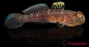 Blue Fin Watchman Goby - Proaquatix