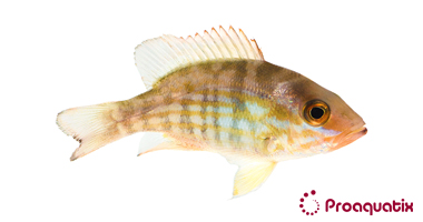 Candy Snapper (Lutjanus synagris) | Proaquatix