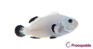 Snow Storm Clownfish