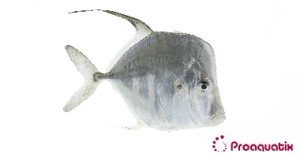 Lookdown - Proaquatix